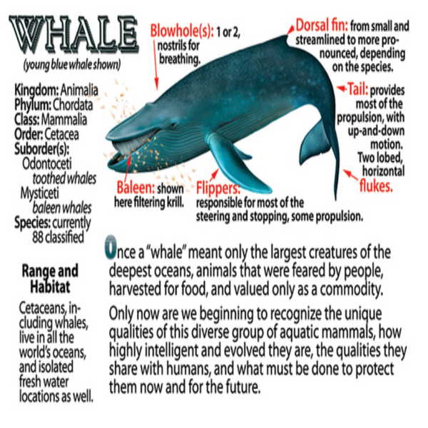 Whale Flipbook - Forests, Tides, and Treasures